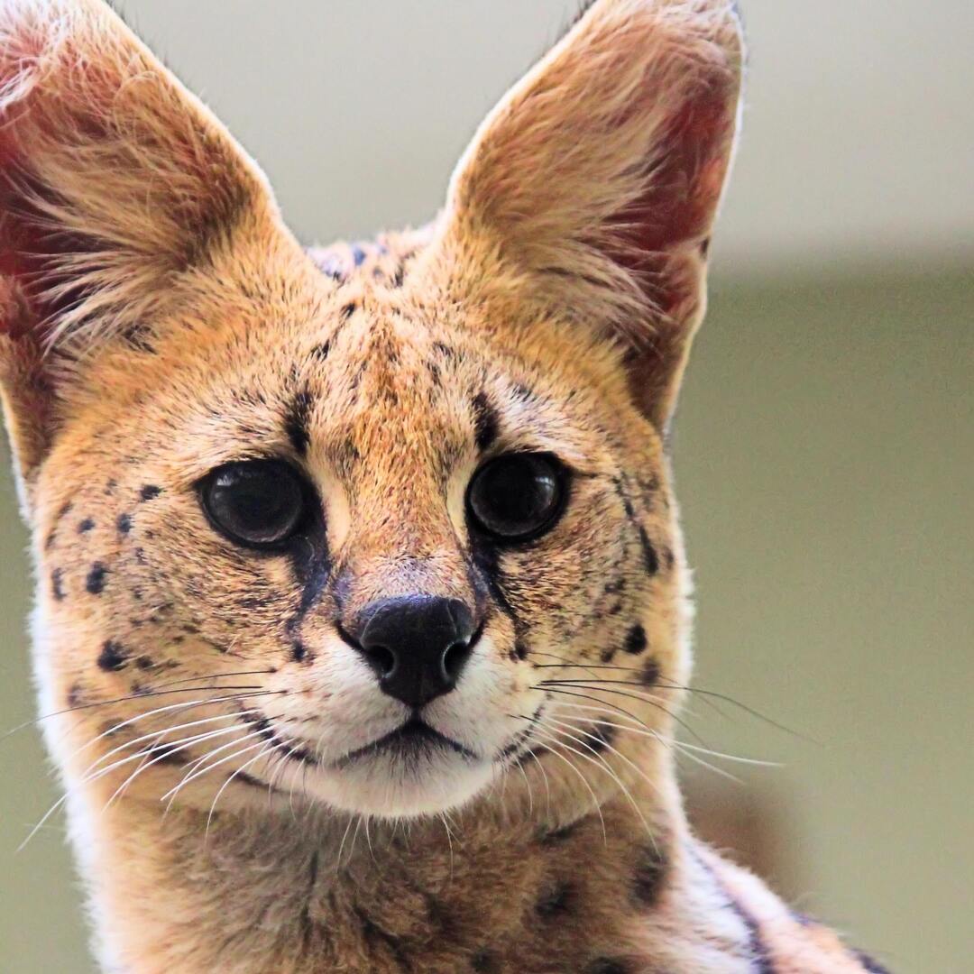 Get To Know Snakes, Birds & Other Mount Kilimanjaro Animals