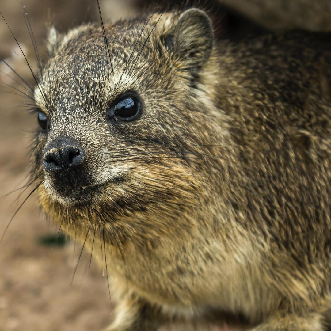 Get To Know Snakes, Birds & Other Mount Kilimanjaro Animals