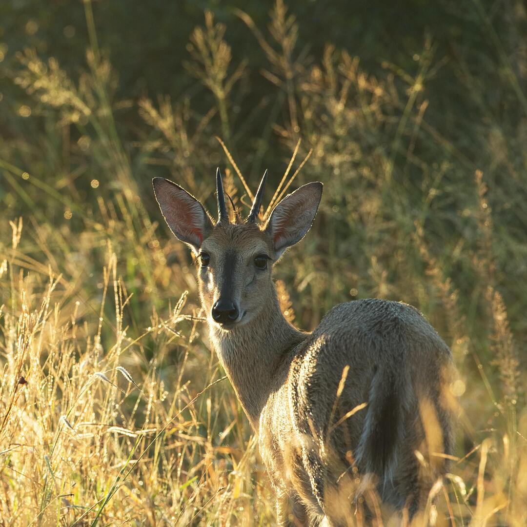 Get To Know Snakes, Birds & Other Mount Kilimanjaro Animals